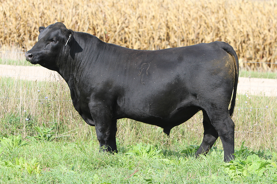 Stabilizer Sires - Meinders Stock Farms
